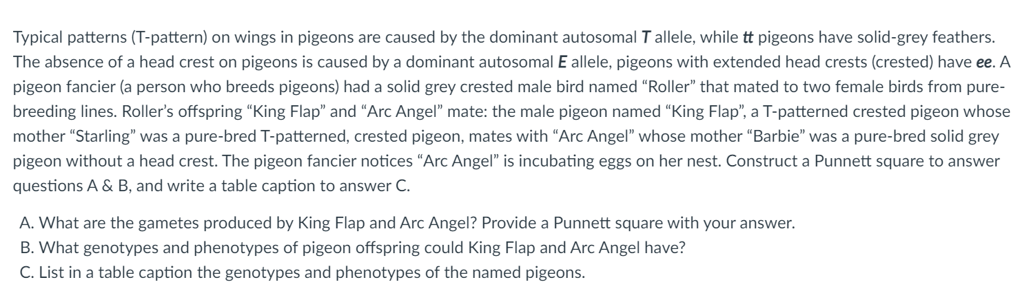 Solved Typical patterns (T-pattern) on wings in pigeons are | Chegg.com