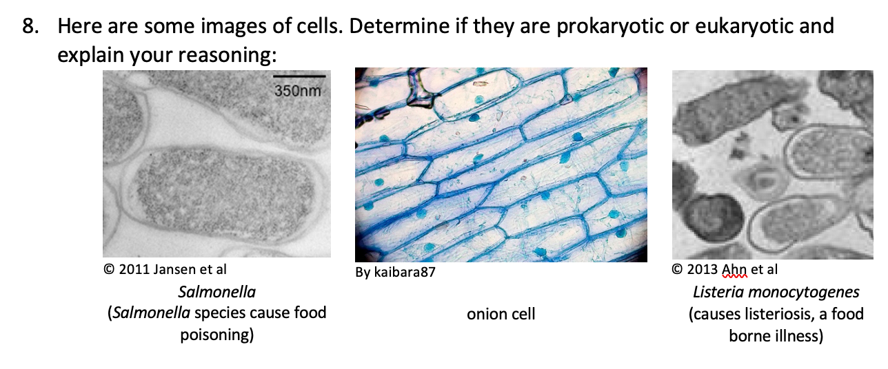 Solved 8. Here are some images of cells. Determine if they | Chegg.com