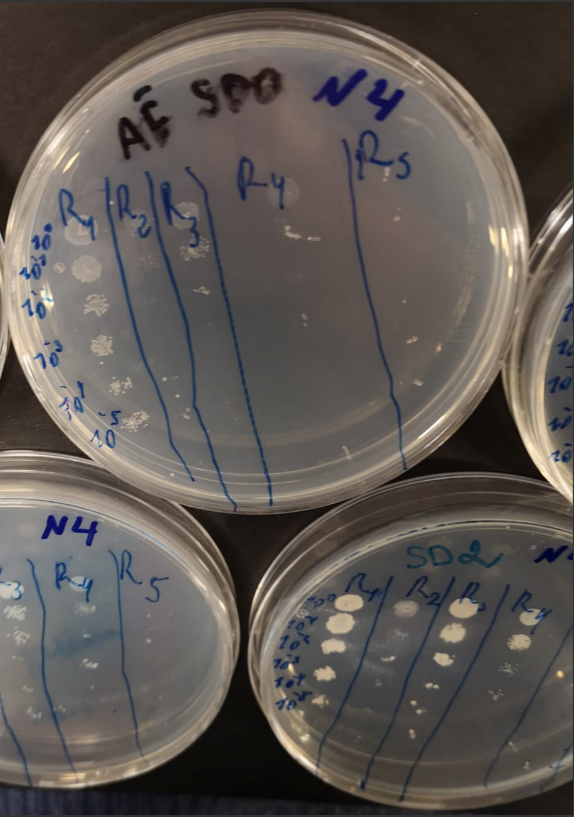 Spot test! "Compare your obtained results (yeast- | Chegg.com