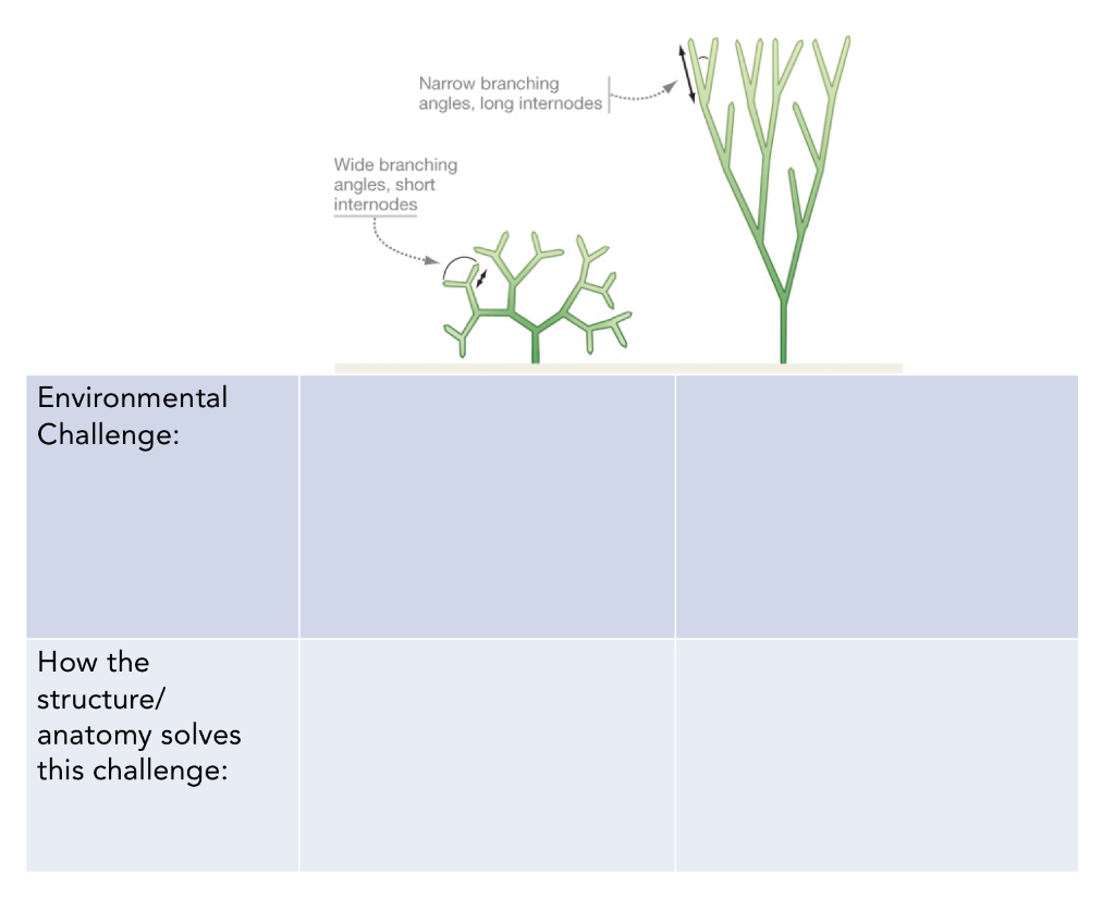Solved Narrow branching angles, long internodes Wide | Chegg.com