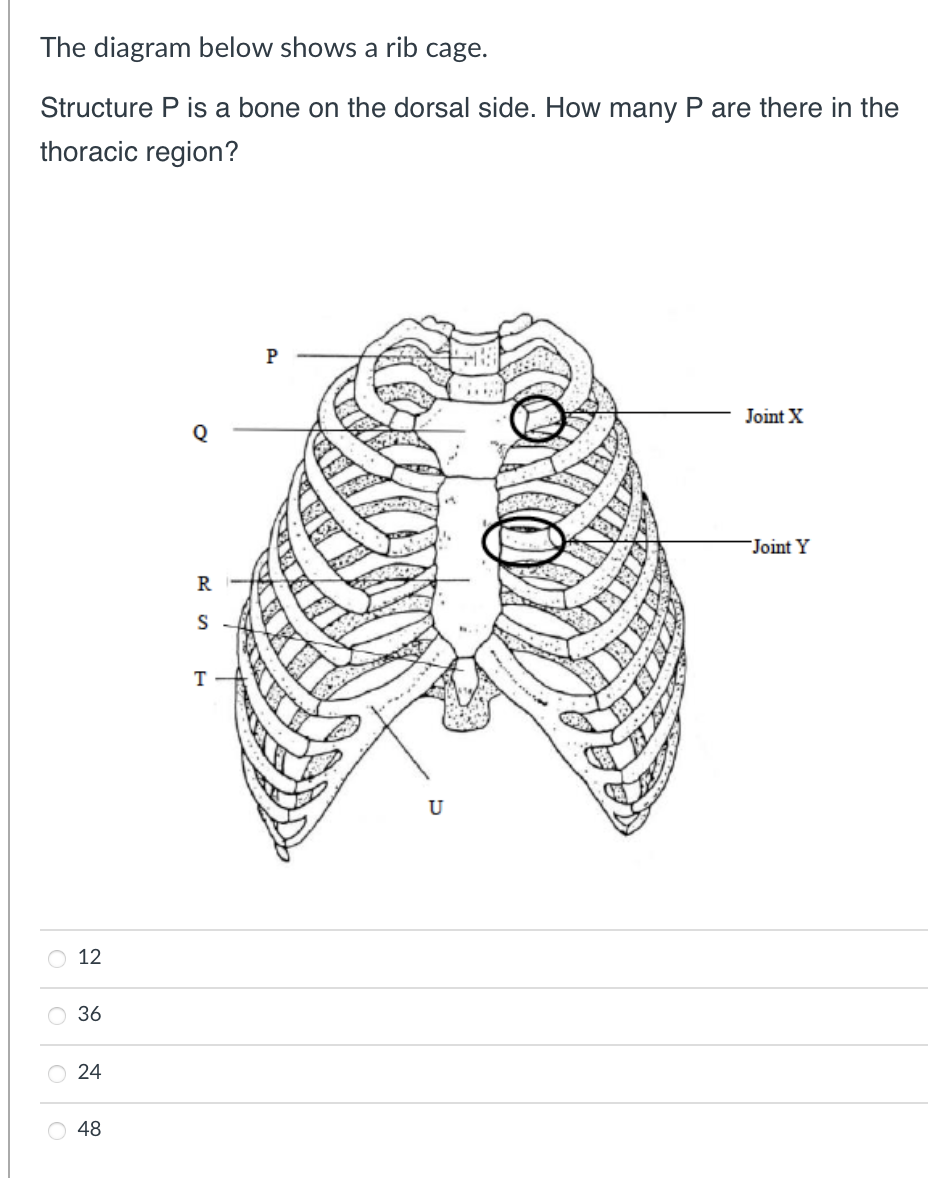 Solved The diagram below shows a rib cage. Structure P is a | Chegg.com