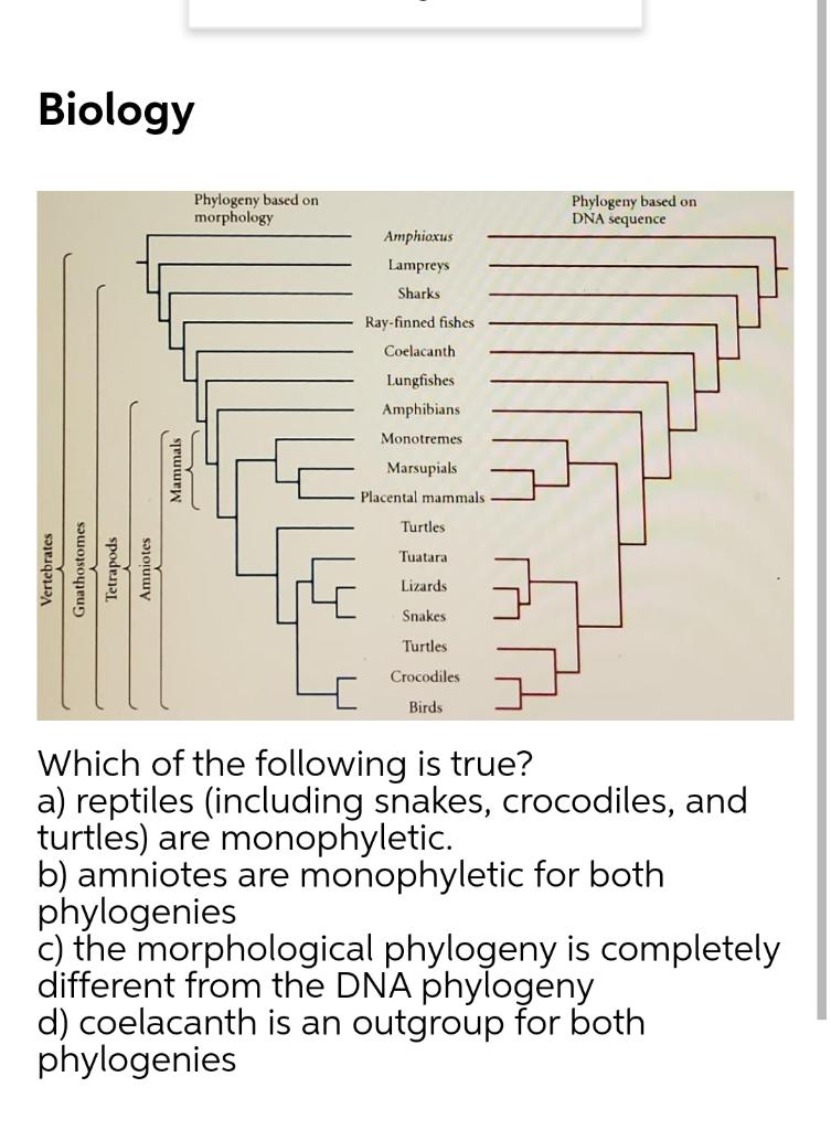 Solved Biology Phylogeny based on morphology Phylogeny based | Chegg.com