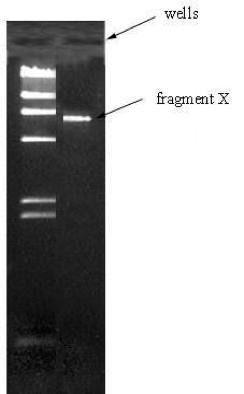 Solved 1. Upload a picture of the semi-log graph paper | Chegg.com