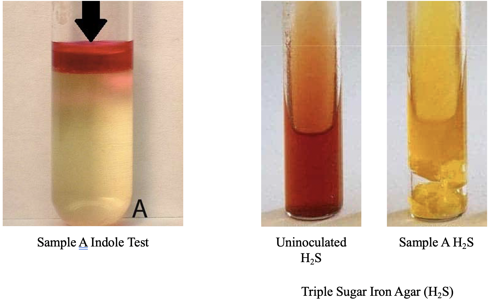 Identification of Unknown A: Experiment Results | Chegg.com