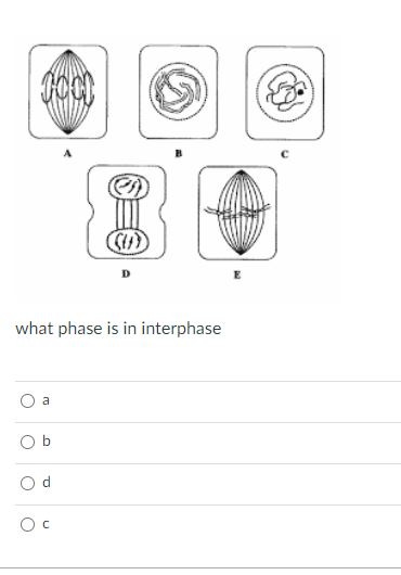 Solved what phase is in interphase a b | Chegg.com
