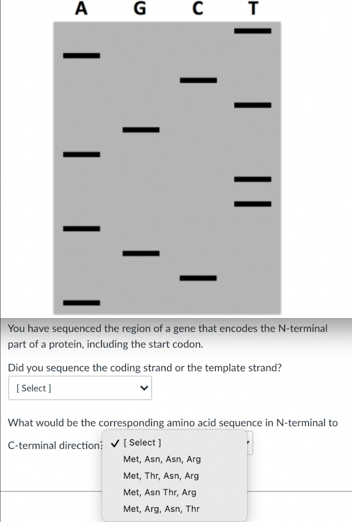 Solved A G С T - 1 You have sequenced the region of a gene | Chegg.com