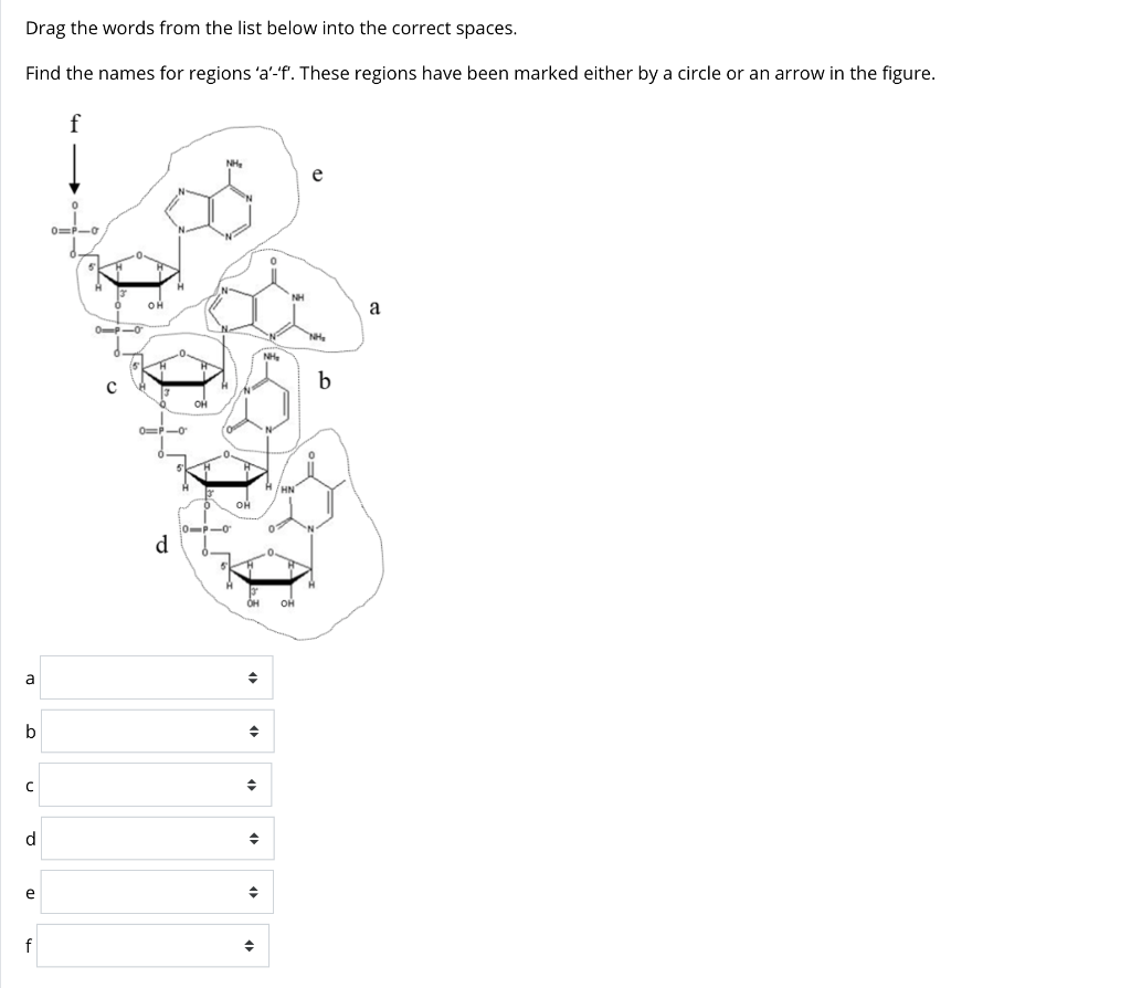 Solved Drag the words from the list below into the correct | Chegg.com