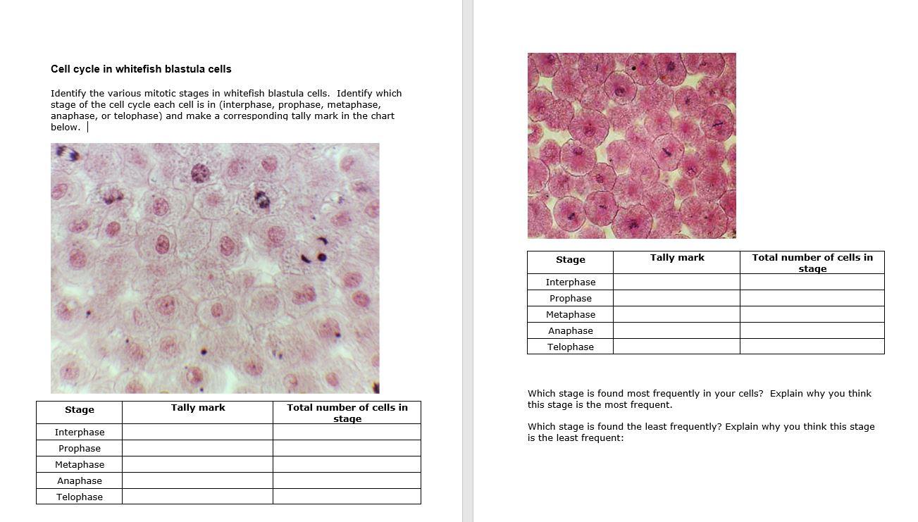 Solved Cell cycle in whitefish blastula cells Identify the | Chegg.com