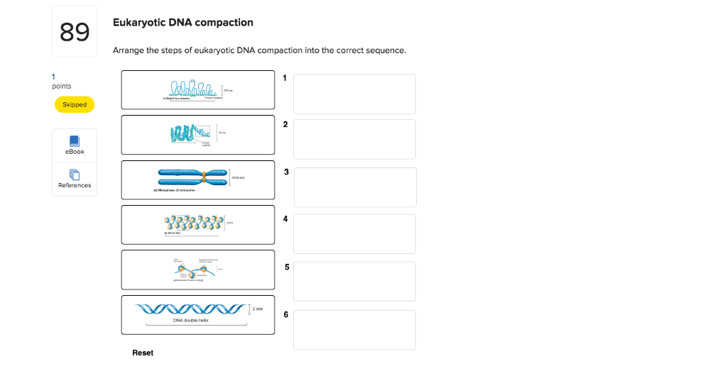 Solved Arrange the steps of eukaryotic DNA compaction into | Chegg.com