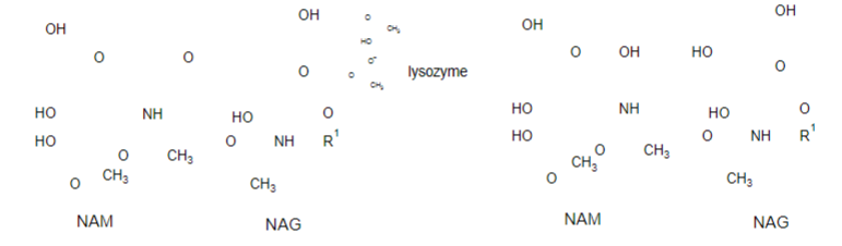 Using the molecular structures below draw out the | Chegg.com
