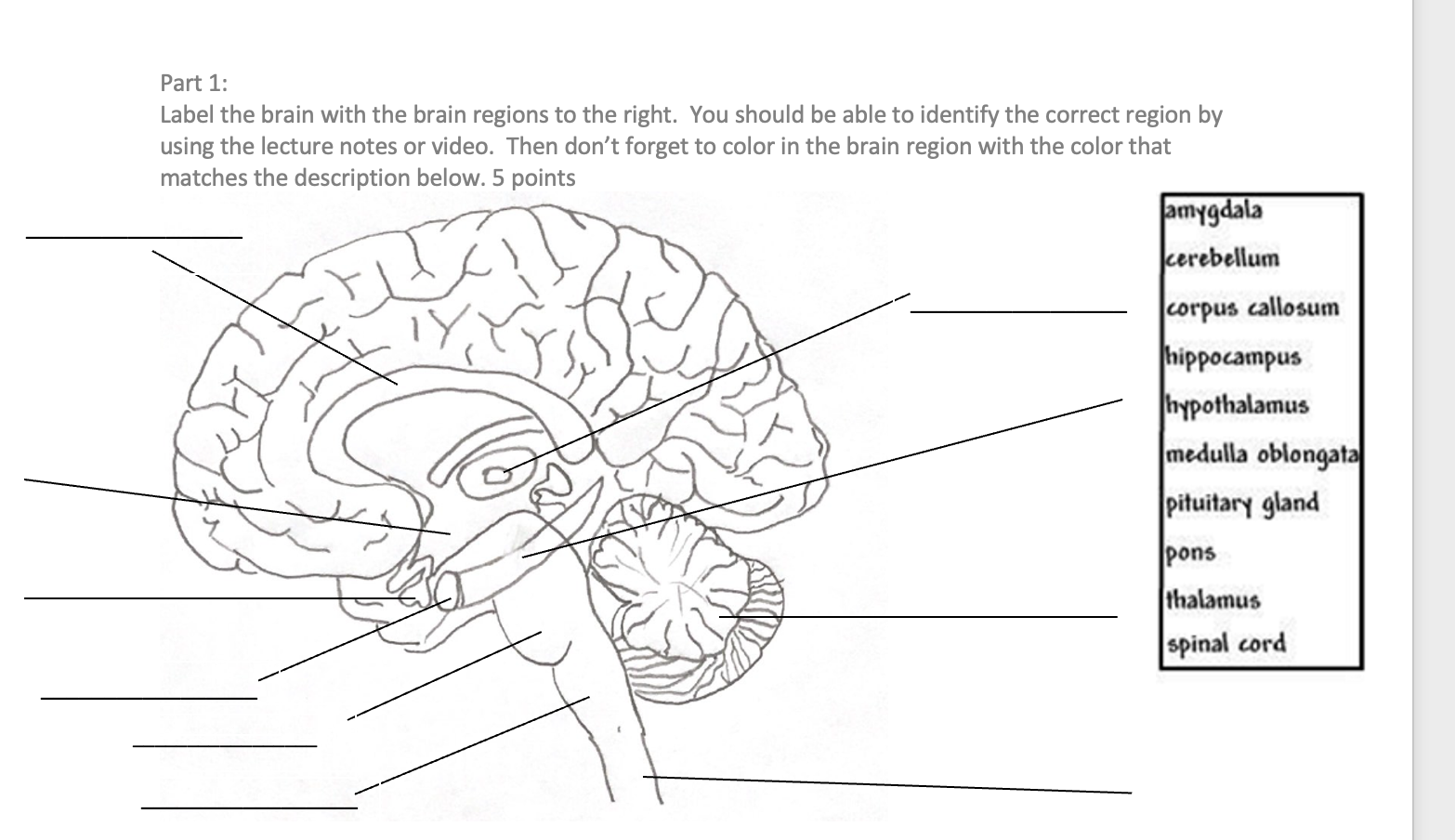 Solved Tap Part 1: Label the brain with the brain regions to | Chegg.com