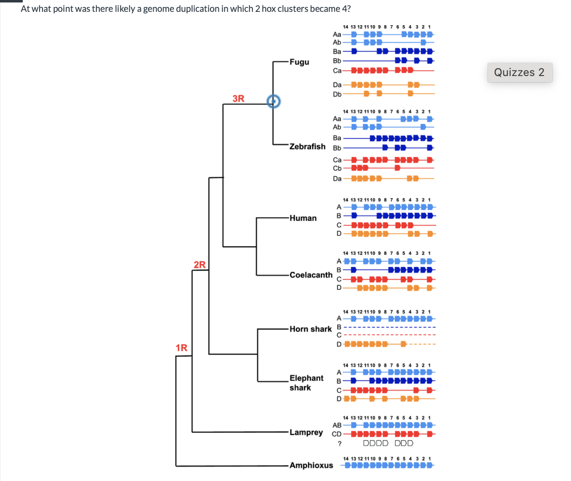 Solved At what point was there likely a genome duplication | Chegg.com