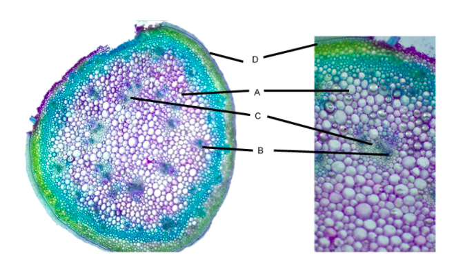 Solved phloem xylem cambium epidermis sclerenchyma | Chegg.com