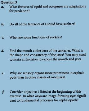 Solved Question 3 a. What features of squid and octopuses | Chegg.com