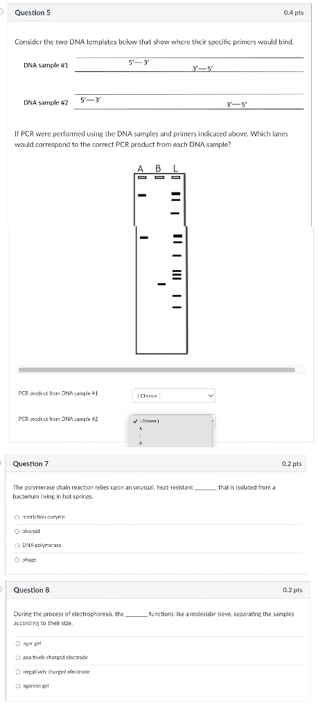 Solved Consider the two DNA templates below that show where | Chegg.com