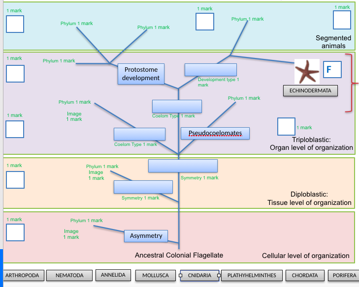 Solved 1 mark 1 mark Phylum, 1 mark Phylum 1 mark Phylum 1 | Chegg.com