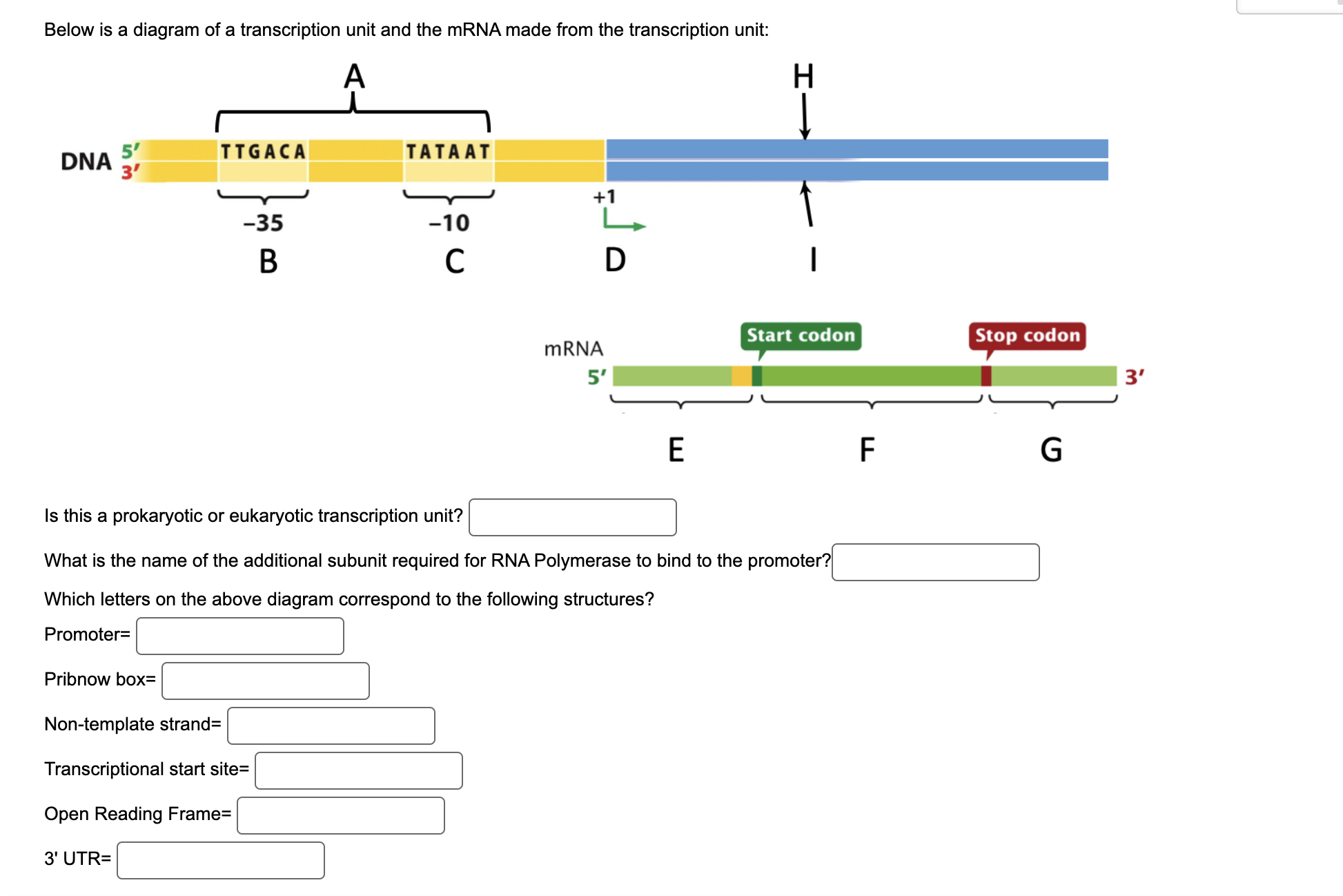 Solved Below is a diagram of a transcription unit and the | Chegg.com