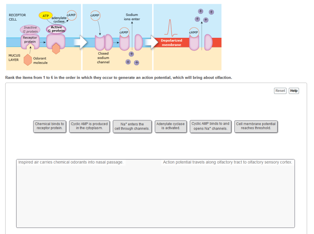 Solved RECEPTOR CELL CAMP Sodium ions enter АТР adenylate | Chegg.com