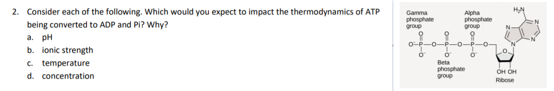 Solved Gamma phosphate group Alpha phosphate group 2. | Chegg.com