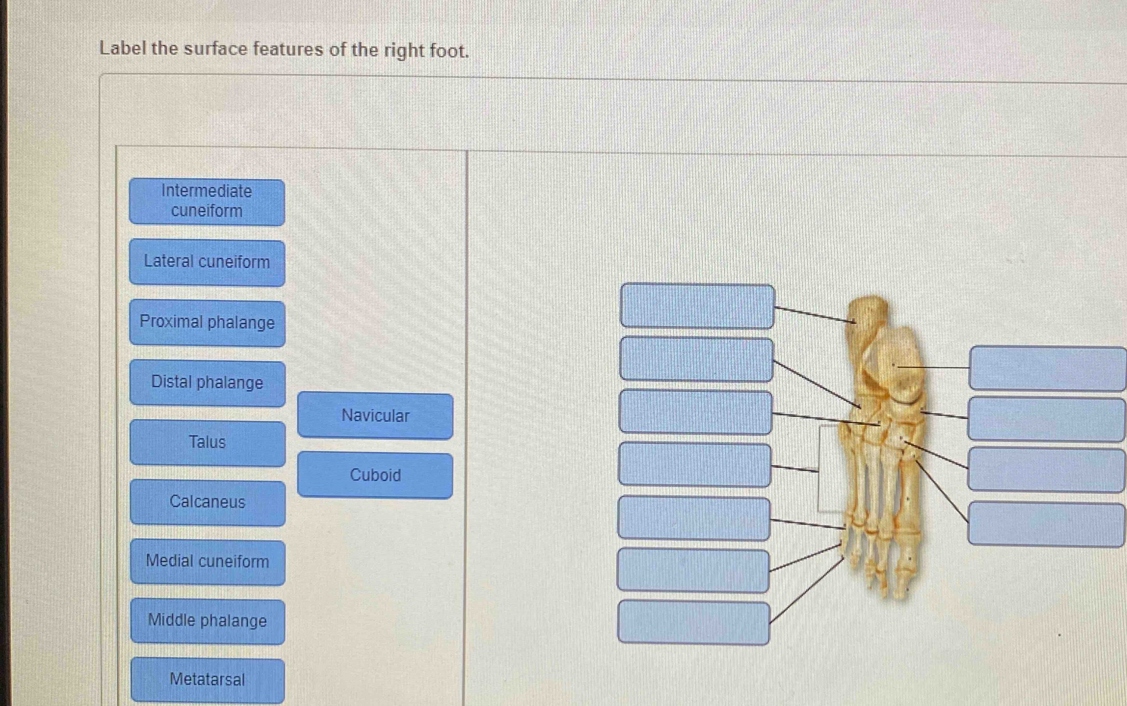 Solved Label the surface features of the right foot. | Chegg.com