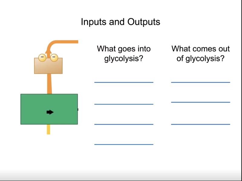 Solved Inputs and Outputs What goes into glycolysis? What | Chegg.com