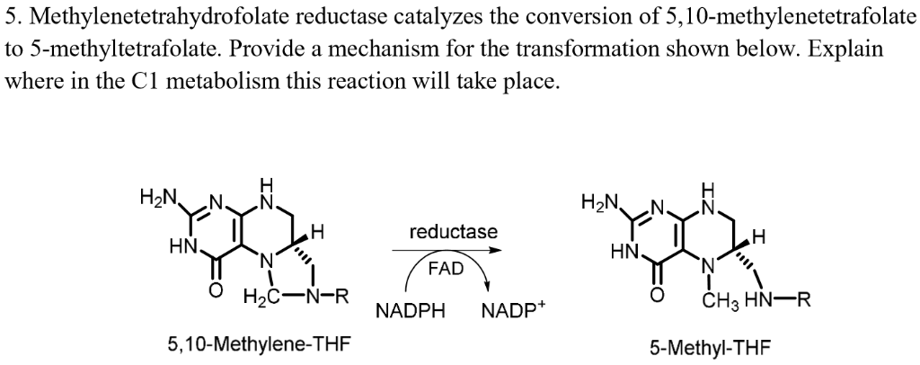 5. Methylenetetrahydrofolate reductase catalyzes the | Chegg.com