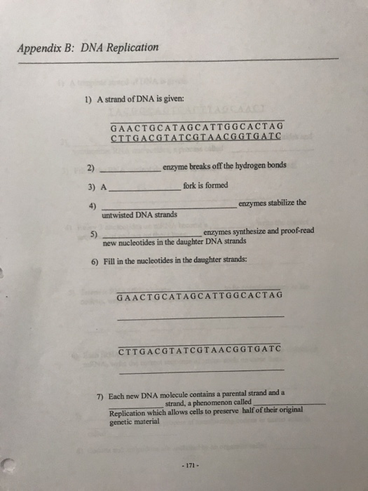 Solved Appendix B: DNA Replication 1) A strand of DNA is | Chegg.com