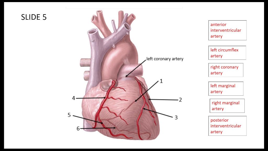 Solved Ch 18 Lab activity 1: Review of heart anatomy | Chegg.com