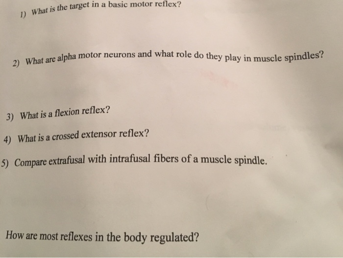 Solved t is the target in a basic motor reflex? alpha motor | Chegg.com