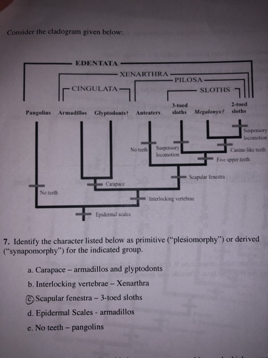 Solved Consider the cladogram given below: EDENTATA - | Chegg.com