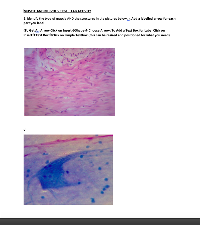 Solved MUSCLE AND NERVOUS TISSUE LAB ACTIVITY 1. Identify | Chegg.com