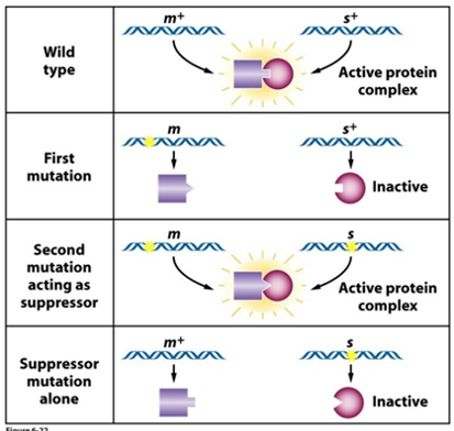 Solved What are suppressor mutations? Define. Illustrate | Chegg.com