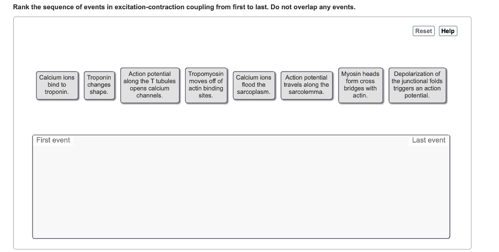 Solved Rank the sequence of events in excitation-contraction | Chegg.com