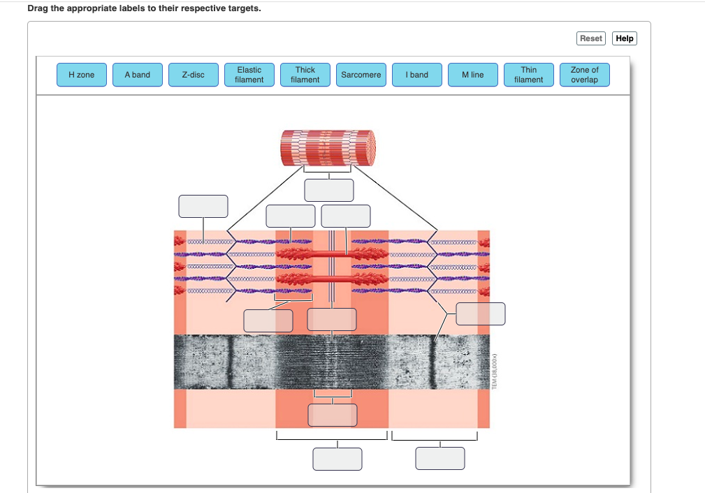 Solved Drag the appropriate labels to their respective | Chegg.com