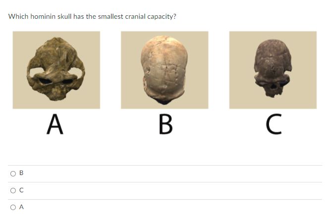 Solved Which hominin skull has the smallest cranial | Chegg.com