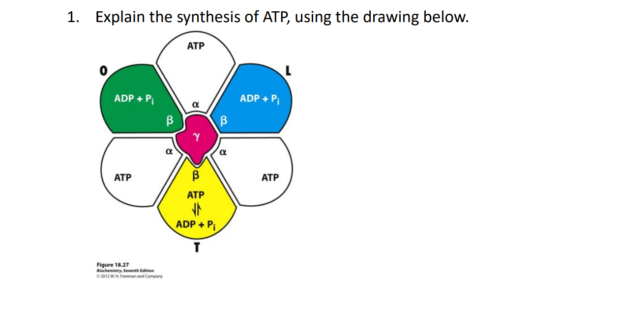 Solved 1. Explain the synthesis of ATP, using the drawing | Chegg.com