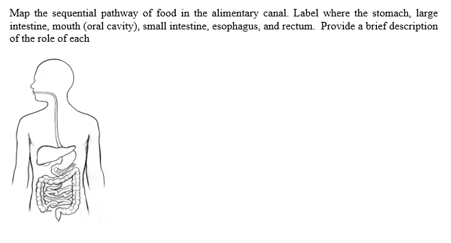 Solved Map the sequential pathway of food in the alimentary | Chegg.com
