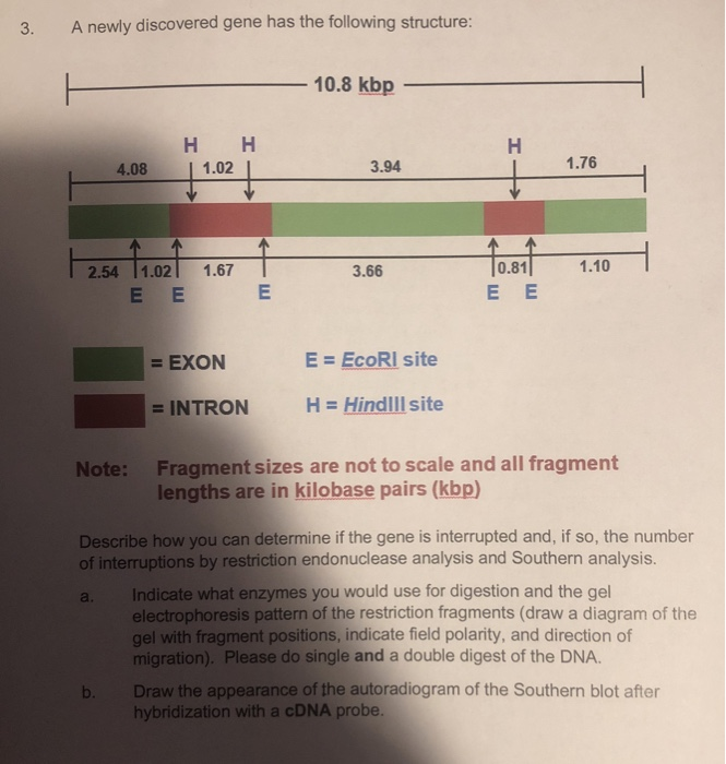 Solved 1. Describe the process of RNA interference (RNAi). | Chegg.com