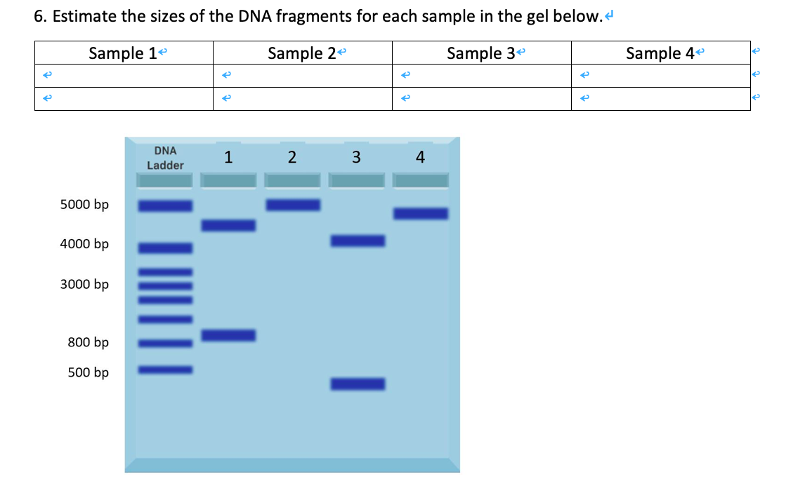 Solved 6. Estimate the sizes of the DNA fragments for each | Chegg.com