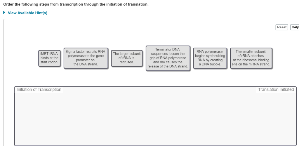 Solved Order the following steps from transcription through | Chegg.com