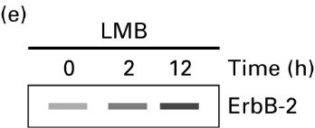Solved Cells are treated with the drug leptomycin B (LMB) | Chegg.com