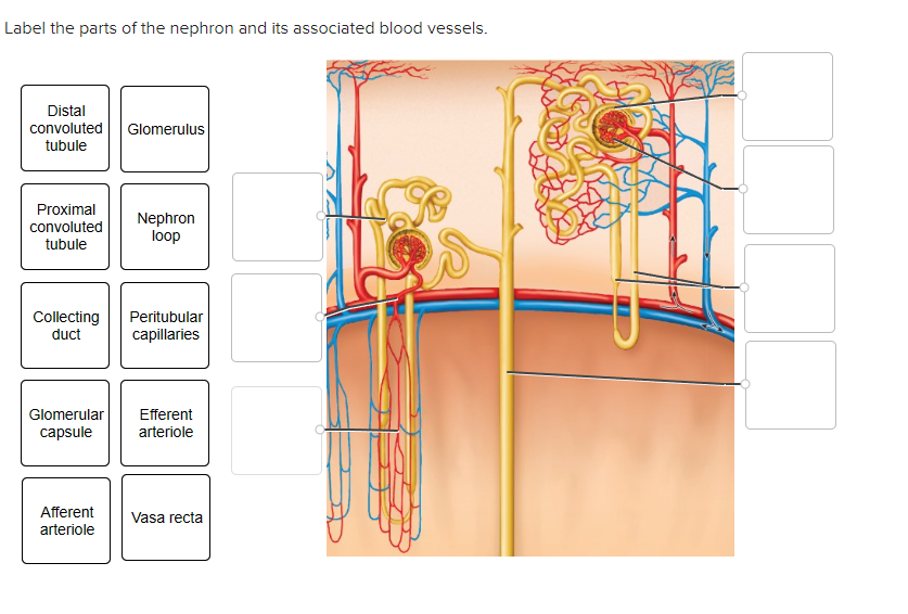 Solved Label the parts of the nephron and its associated | Chegg.com