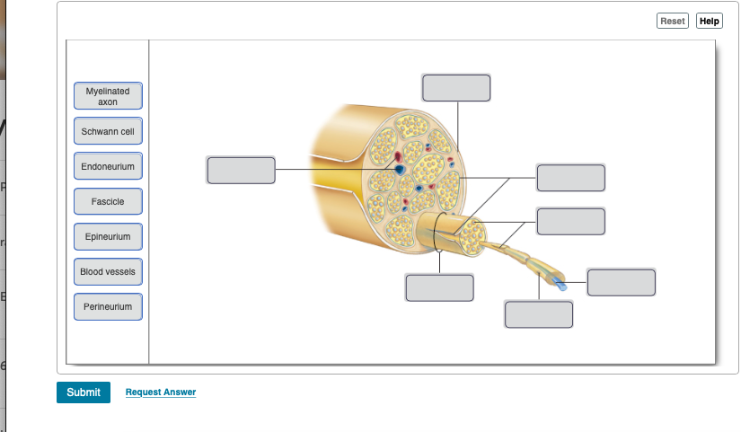 Solved Reset Help Myelinated axon Schwann cell Endoneurium | Chegg.com