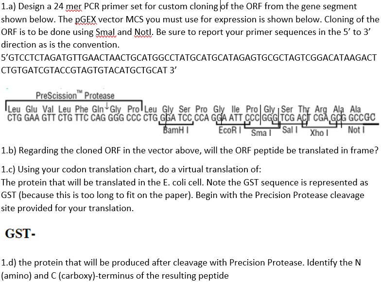1.a) Design a 24mer PCR primer set for custom cloning | Chegg.com