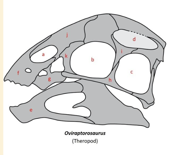 Try to identify all external bones or features in the | Chegg.com