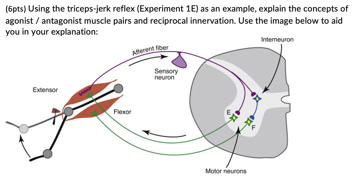 Solved (6pts) Using the triceps-jerk reflex (Experiment 1E) | Chegg.com