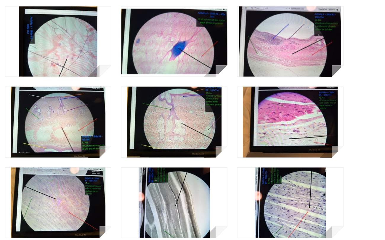 Activity 4: Histology Exercise - Review for Final | Chegg.com
