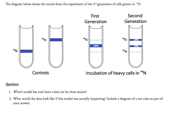 Solved First Generation 14N "N 100% 1N 15N Controls | Chegg.com
