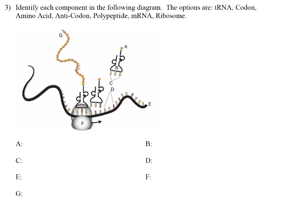 Solved 2) Briefly explain the process of DNA Replication | Chegg.com