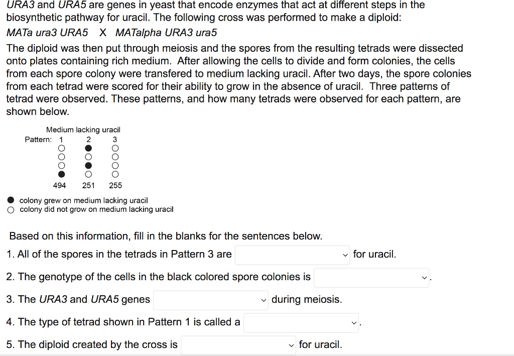 Solved URA3 and URA5 are genes in yeast that encode enzymes | Chegg.com